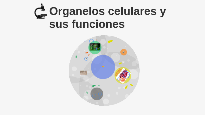 Organelos Y Sus Funciones Célula: Estructura Y Funciones