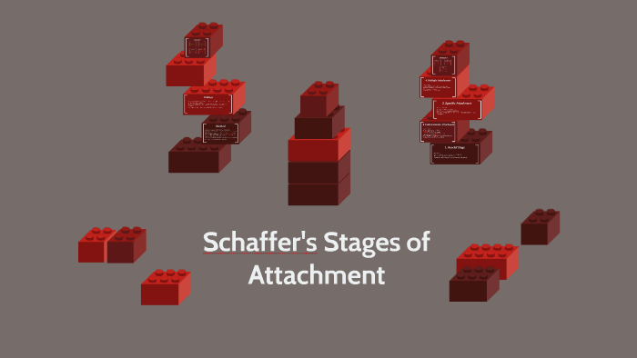 Schaffer's Stages of Attachment by Rachel D on Prezi