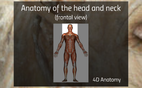 Head and neck (frontal view) by 4D Interactive Anatomy on Prezi