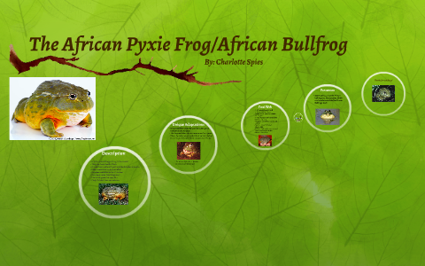 The African Pyxie Frog by Charlotte Spies on Prezi