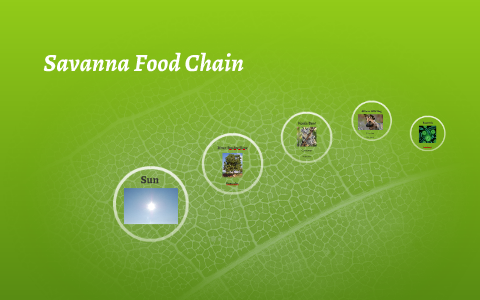 Savanna Food Chain by Hanna Gorzelanczyk on Prezi