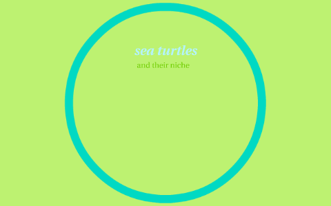 sea turtle niche by carrington flemming on Prezi