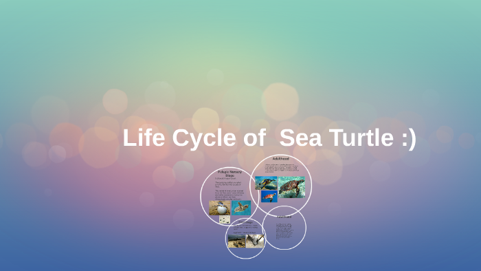 Life Cycle of Sea Turtle :) by Eugene Fernandez on Prezi