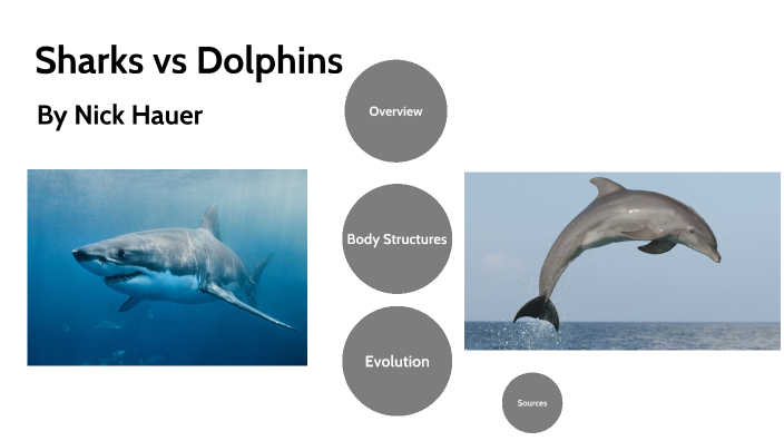 Sharks vs Dolphins by nicholas-hauer 12304 on Prezi