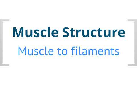 Muscle Structure by Martin MacInnis on Prezi