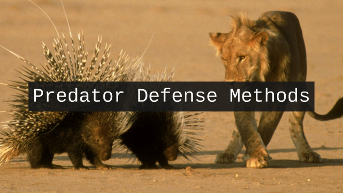Predator Defense Methods by Paul Ronevich on Prezi