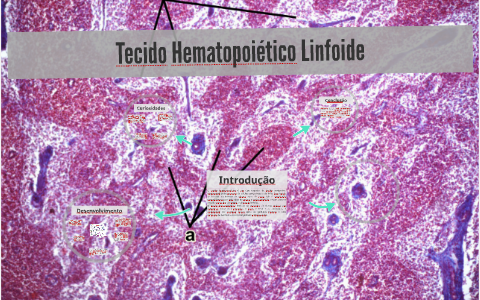 Tecido Hematopoiético Linfoide by Helena Pacheco on Prezi