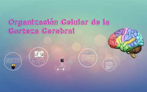 Organización Celular de la Corteza by Bety Salazar on Prezi