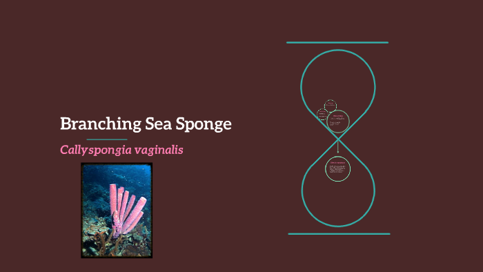 branching sea sponge by Emma Gruetzmacher on Prezi