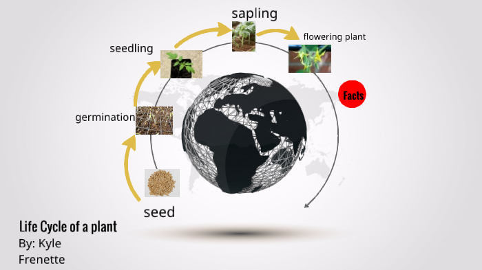 life cycle of a tomato by Kyle Frenette on Prezi