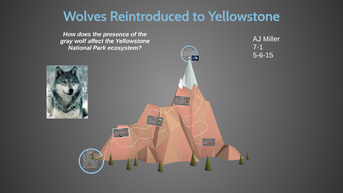 Wolves Reintroduced to Yellowstone by alex miller on Prezi