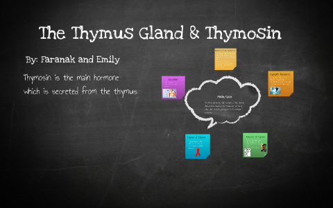 Thymus Gland & Thymosin by Emily Adams on Prezi
