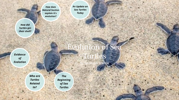 Evolution of Sea Turtles by Savannah Whittle on Prezi