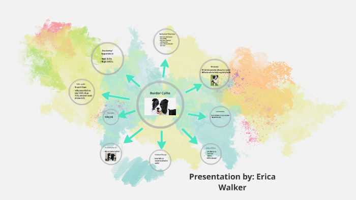 Border Collie by Erica Walker on Prezi