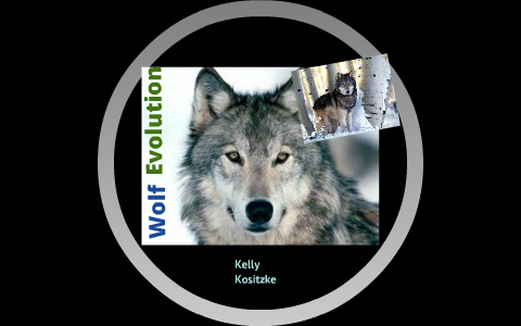Biology: Evolution of Wolves by Kelly Kositzke on Prezi