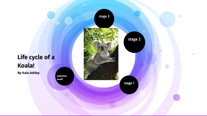 Life cycle of a Koala by Kala Ashley on Prezi