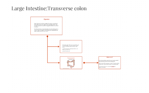 Transverse colon by diego romero on Prezi