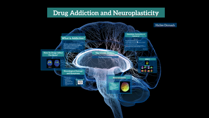 Drug Addiction and Neuroplasticity by Hailee Domash on Prezi