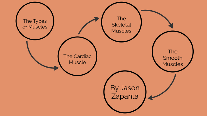 Muscle Types by Jason Zapanta on Prezi