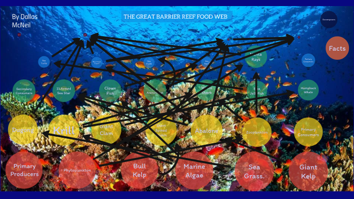 The Great Barrier Reef Food Web by dallas123mcneil@gmail.com death on Prezi