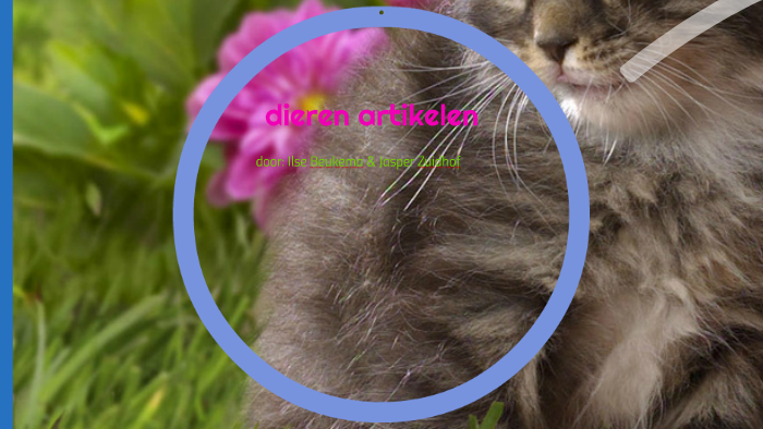 Ilse Beukema en Jasper Zuidhof by Jasper Zuidhof on Prezi