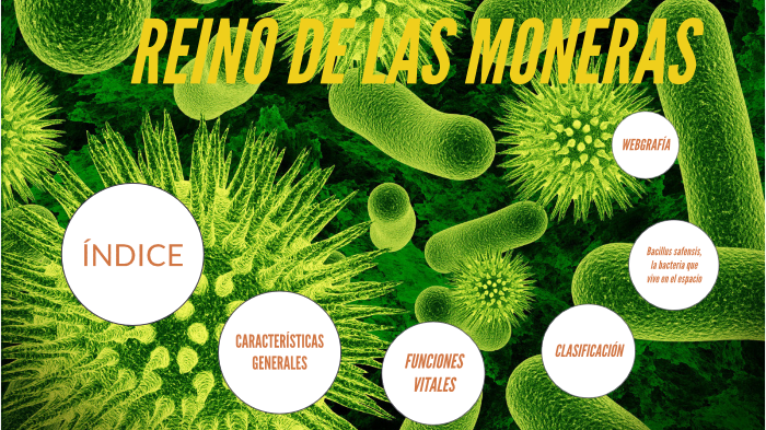 REINO DE LOS MONERAS by Celia Diz on Prezi