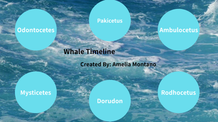 Whale Timeline by Amelia Montano on Prezi