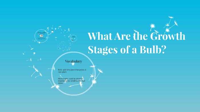 What Are the Growth Stages of a Bulb? by Brianna Geisbush on Prezi