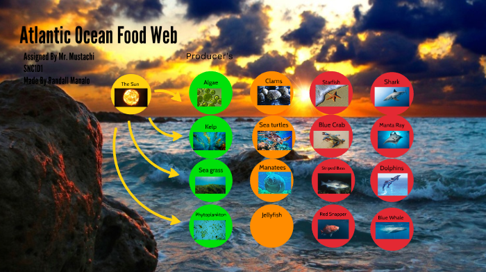 Atlantic Ocean Food Web by Randall Manalo on Prezi