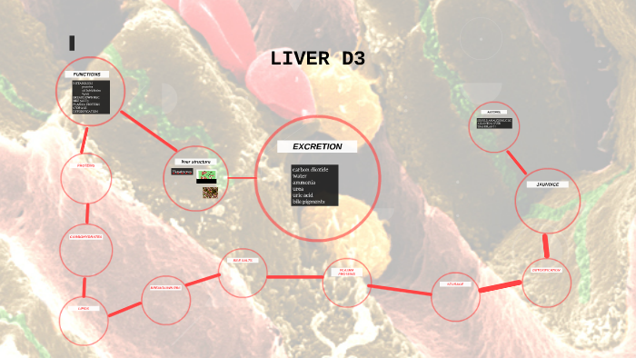 LIVER D3 by Peter Gulian on Prezi