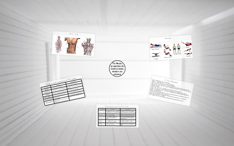 The Muscular System by Charlene Gallardo on Prezi