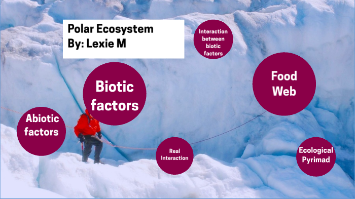 Polar Ecosystem by Lexie Munson on Prezi