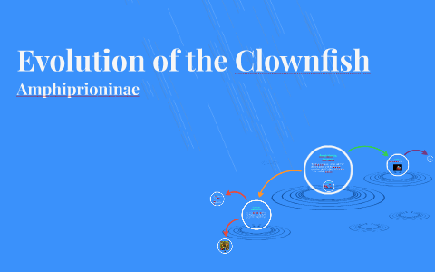 Evolution of the Clownfish by Elle Root on Prezi
