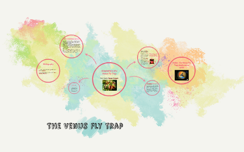 Adaptations of a Venus Fly Trap by Mikayla Franklin on Prezi