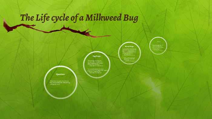 The Life cycle of a Milkweed Bug by Dora Hamilton on Prezi