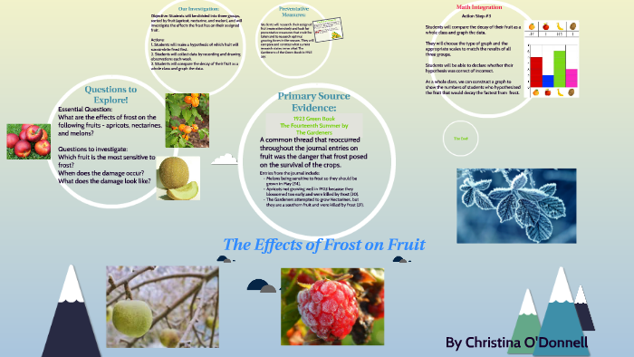 The Effects of Frost on Fruit by Tina O'Donnell on Prezi
