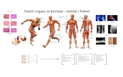 Sustav organa za kretanje - mišićje i bolesti by Luka Švitek on Prezi