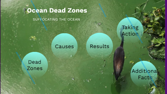 Ocean Dead Zones by ANNIKA DAMSTEDT on Prezi