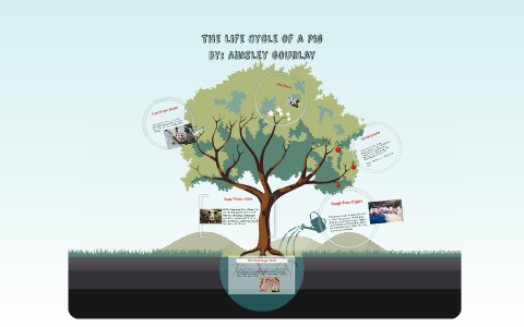 The Life Cycle of a Pig by Ainsley Gourlay on Prezi