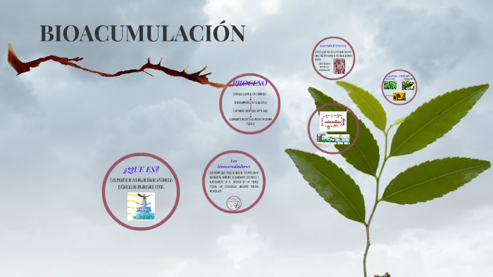 BIOACUMULACIÓN by Natalia Zuluaga on Prezi
