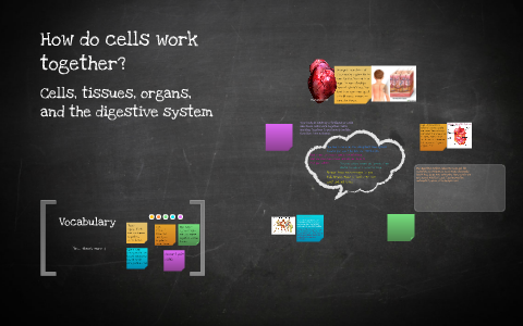 Tissues, organs, digestive system by Janie North on Prezi