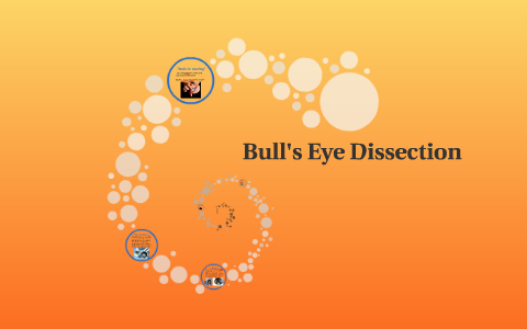 Bull's Eye Dissection by Anne Hong on Prezi