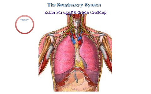 Respiratory System by Robin Scruggs on Prezi
