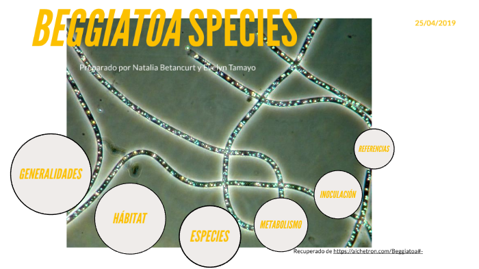 Beggiatoa Species by Evelyn Tamayo Gaviria on Prezi