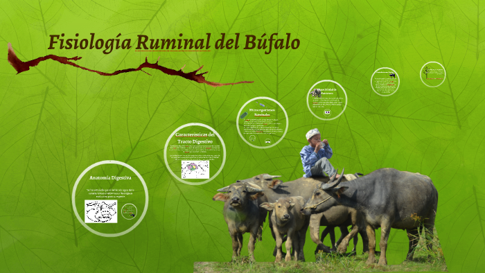 Fisiología Ruminal del Búfalo by Maria Fernanda Mora on Prezi