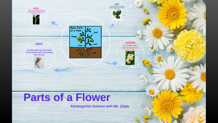 Kindergarten Parts of a Flower by Chelsea Encio on Prezi