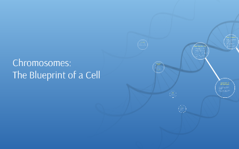 Chromosomes: The Blueprints of a Cell by Erin Courville on Prezi