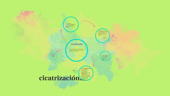 cicatrización. by Itzel Alarcon on Prezi