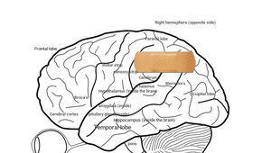 celebrity brain project by hailey russell on Prezi Design