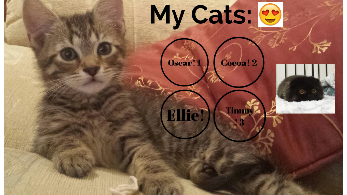 My Cats by Peter Woodroffe on Prezi